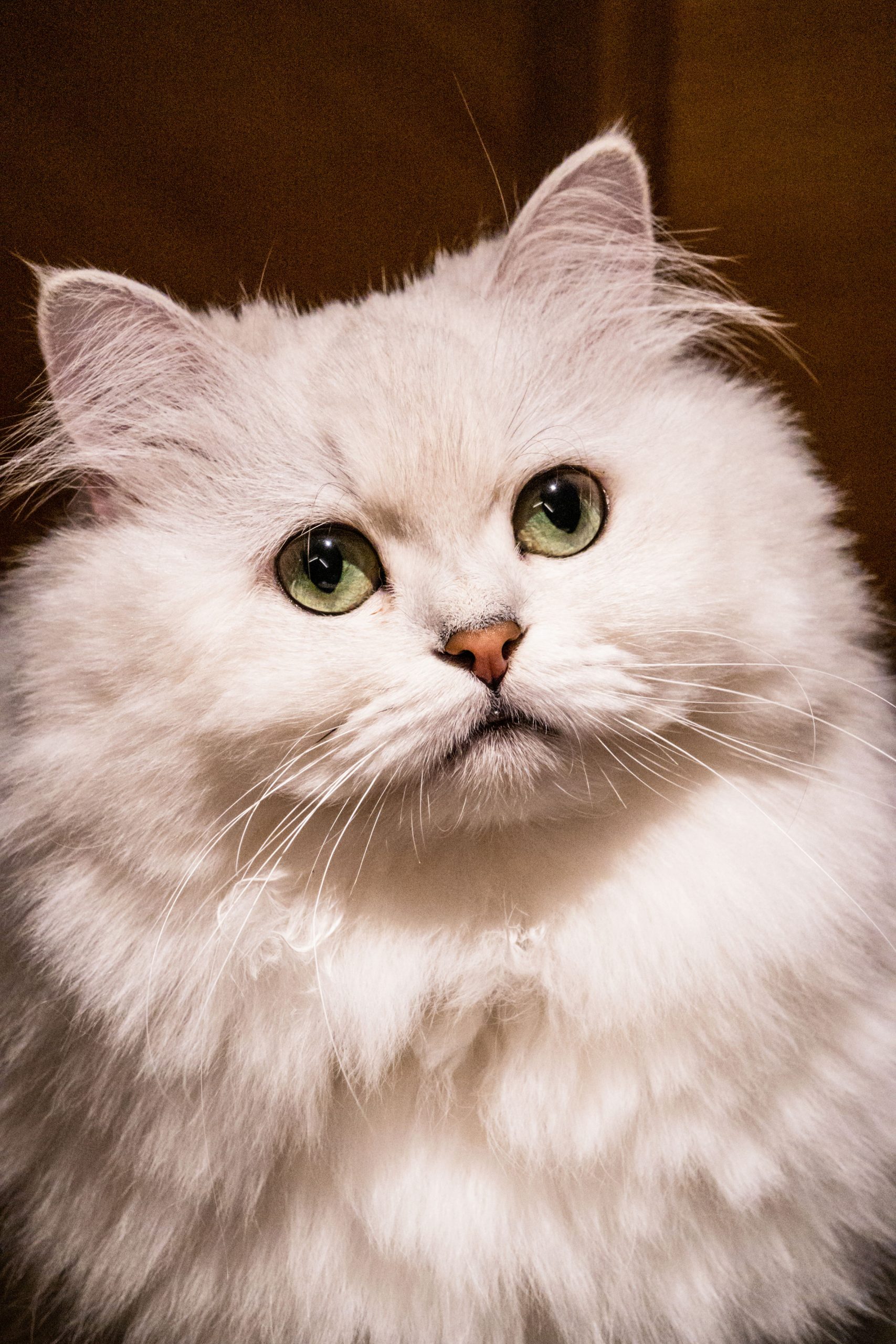 Suitcase Story Japan: our trip to Tokyo and Mt. Fuji (35 best pictures!)